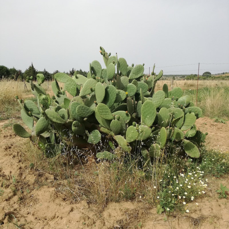 Fico d'India Bianco Biologico - Biorfarm