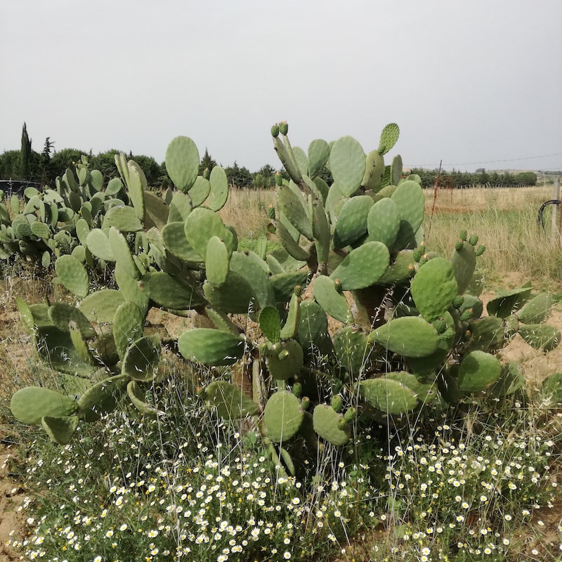 Fico d'India Rosso Biologico - Biorfarm