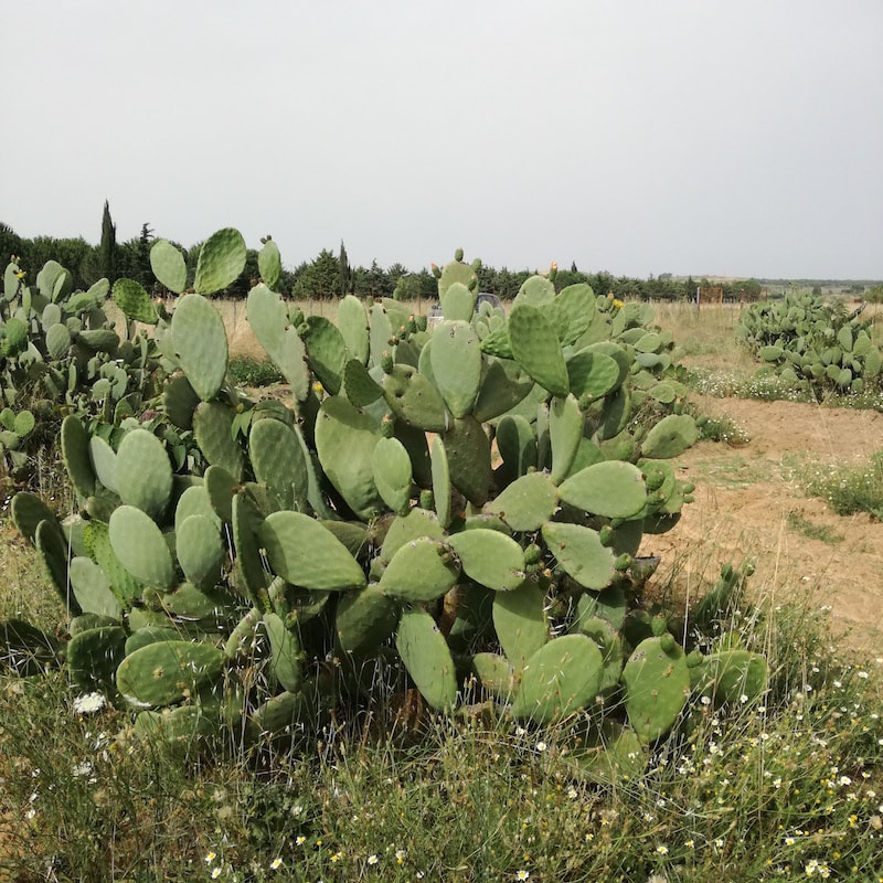 Fico d'India Mix Biologico - Biorfarm