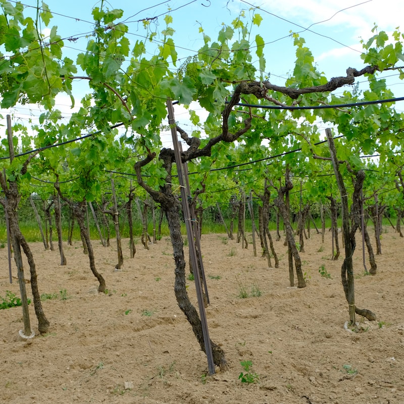 Uva Vittoria - Biorfarm