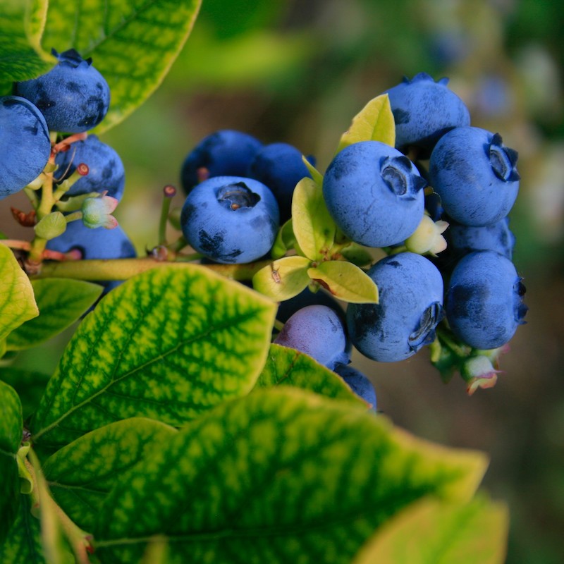 Biormarket - Consegna a domicilio in tutta Italia di frutta fresca Bio