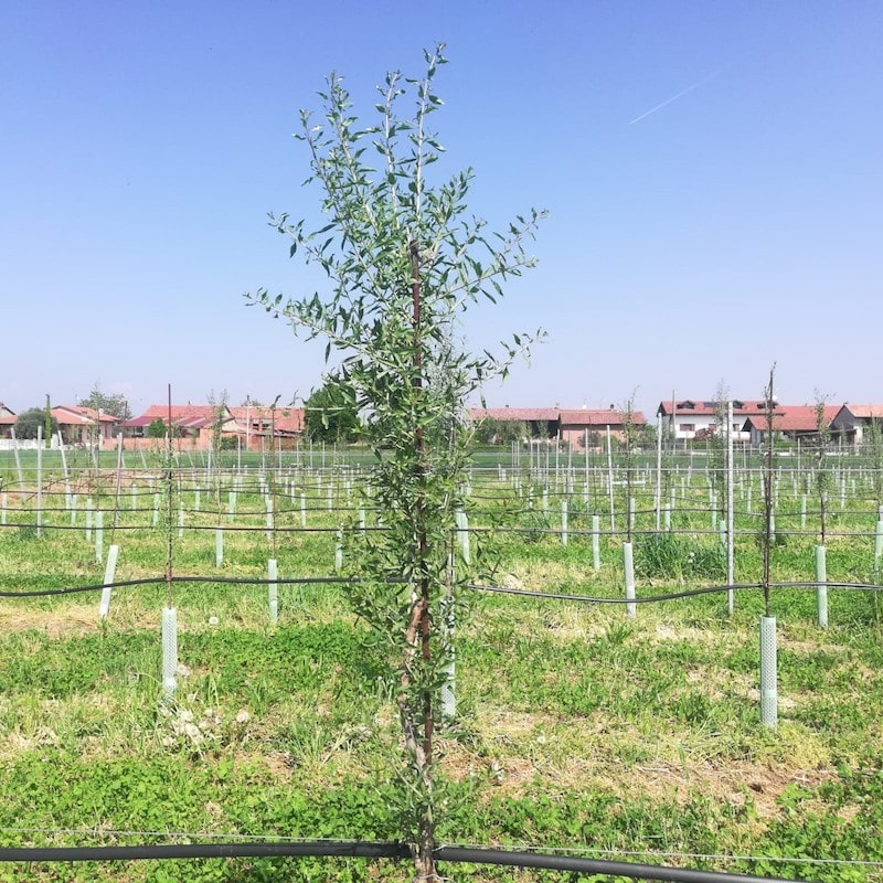 Bacca essiccata di Goji - Biorfarm