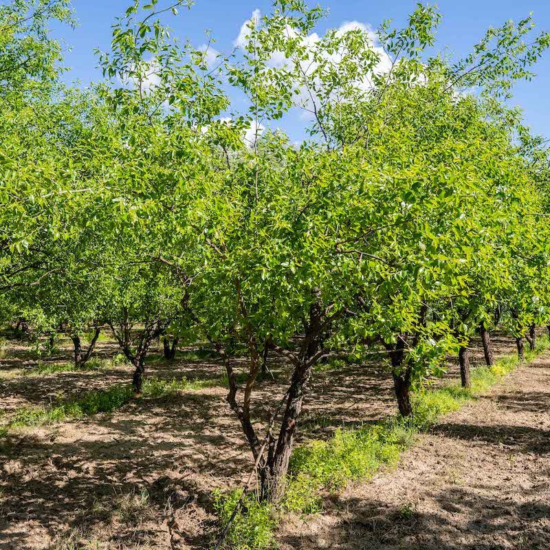 Giuggiola - Biorfarm