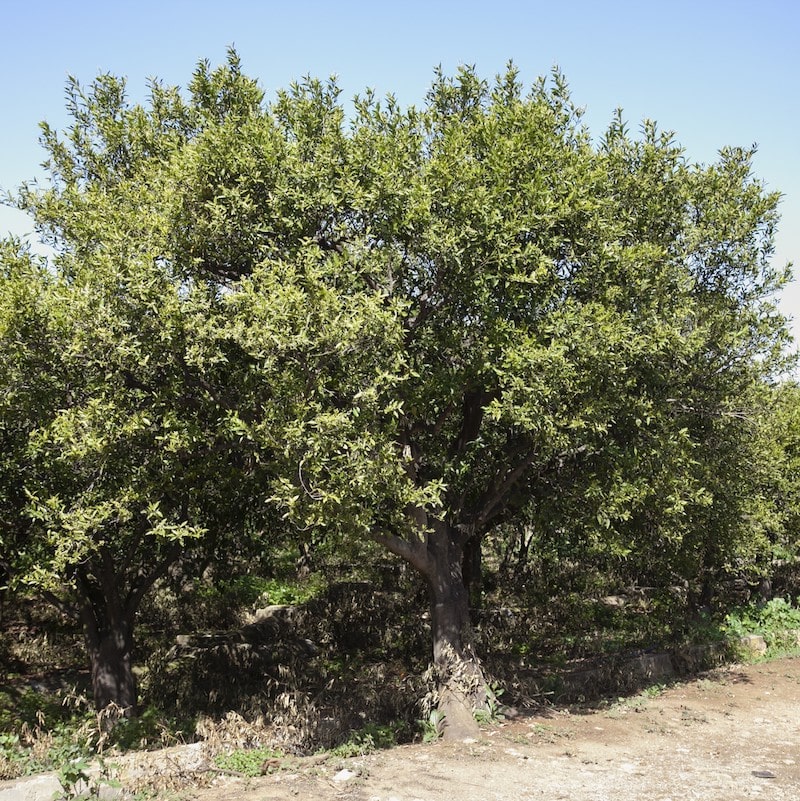 Mandarino Tardivo di Ciaculli - Biorfarm