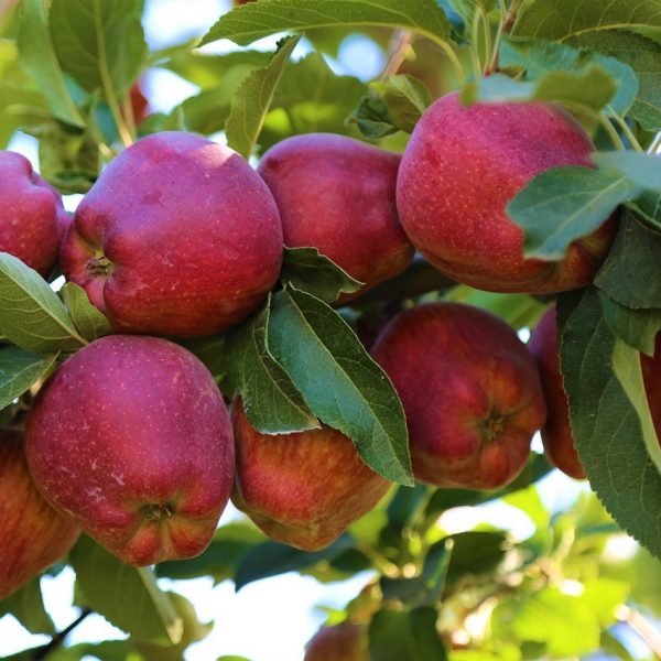 Biormarket - Consegna a domicilio in tutta Italia di frutta fresca Bio