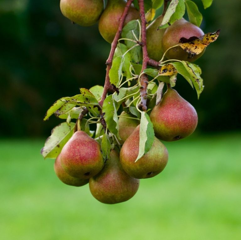 Biormarket - Consegna a domicilio in tutta Italia di frutta fresca Bio