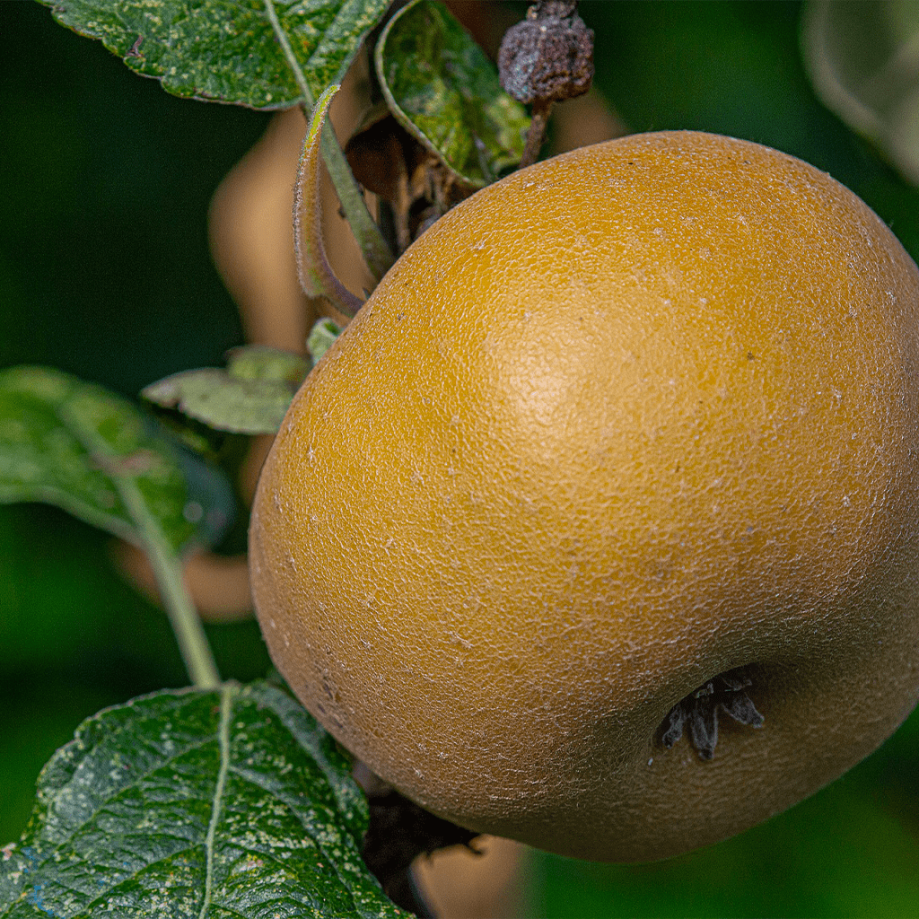 Biormarket - Consegna a domicilio in tutta Italia di frutta fresca Bio