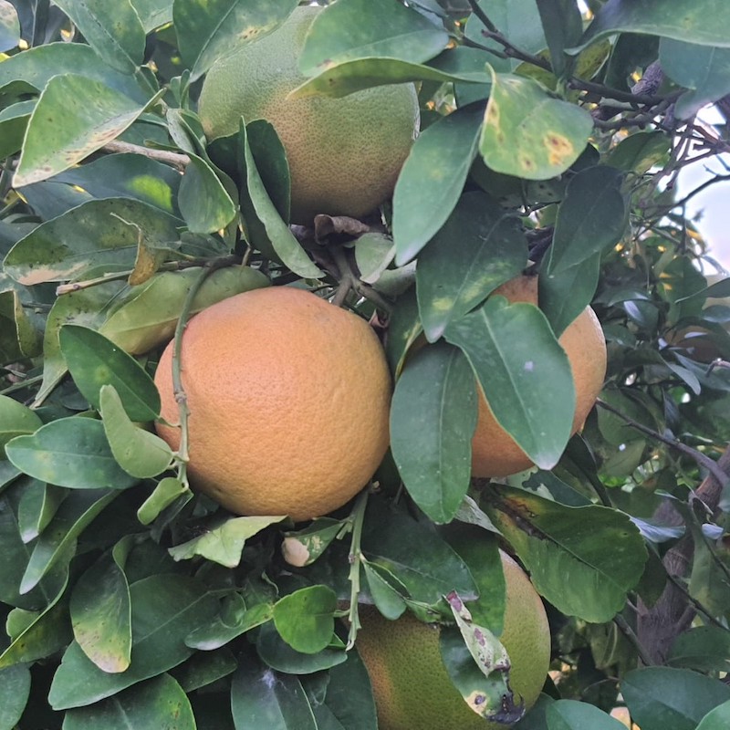 Biormarket - Consegna a domicilio in tutta Italia di frutta fresca Bio