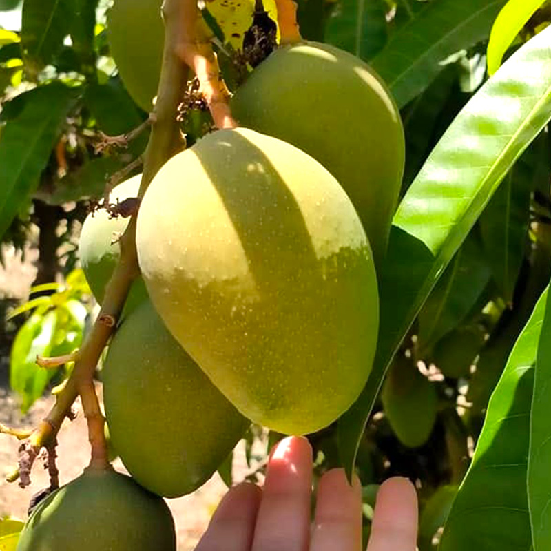 Mango Kensington - Biorfarm