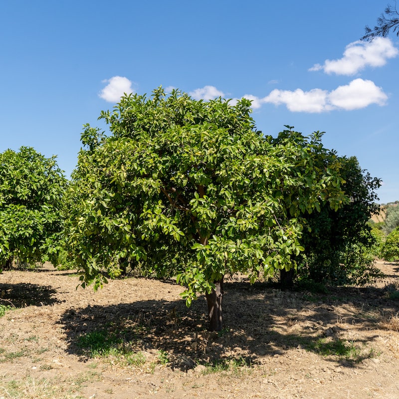 Pompelmo Giallo - Biorfarm