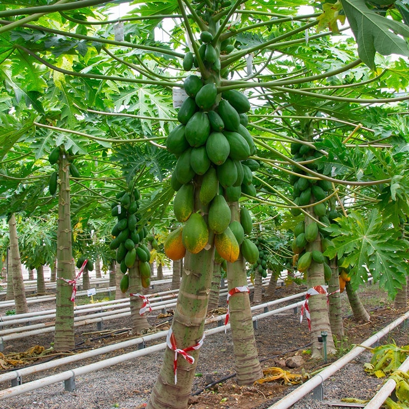 Papaya Formosa - Biorfarm