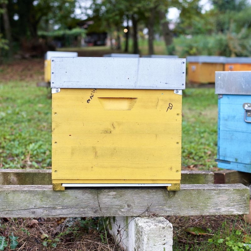 Alveare (con Esperienza in Apiario) - Biorfarm